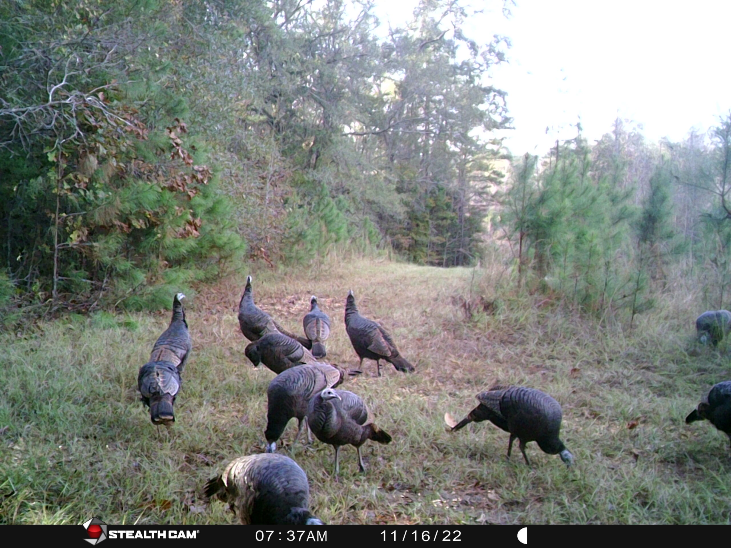 Land In Alabama & Land In Georgia | Nice Hunting Property in Farmersville